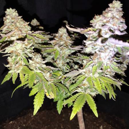Unknown Strain grow journal by SmokeytheLioncat - GrowDiaries