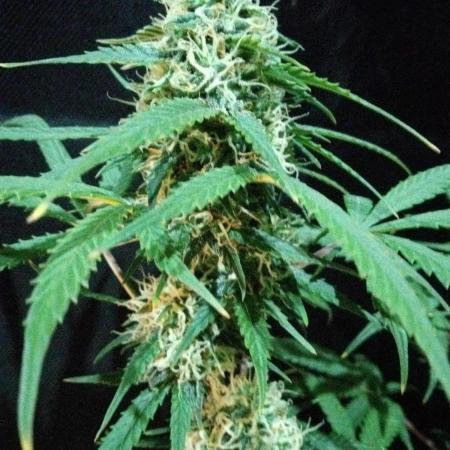 Zamnesia Seeds Runtz Automatic grow diary (journal) by biggerbud420 ...