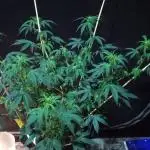 Zamnesia Seeds Runtz Automatic grow diary (journal) week0 by ...