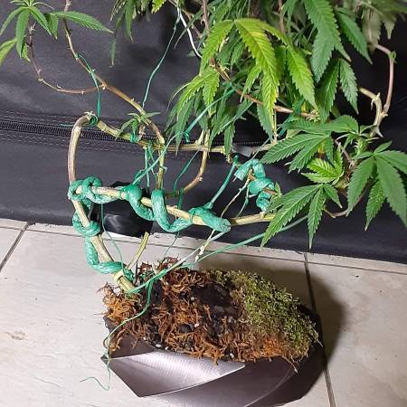 Custom Breeder & Strain Green Gello InfiniteFire grow journal by ...