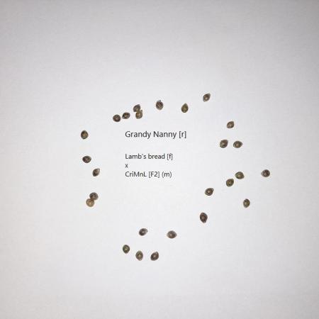 Grandy Nanny Custom grow journal by CFTGL - GrowDiaries
