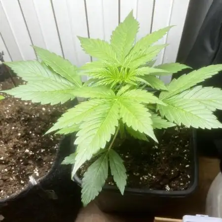 Hyperion F1 Seeds by Royal Queen Seeds - GrowDiaries
