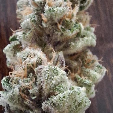 Red Mandarine F1 grow journal by MrCoffee - GrowDiaries