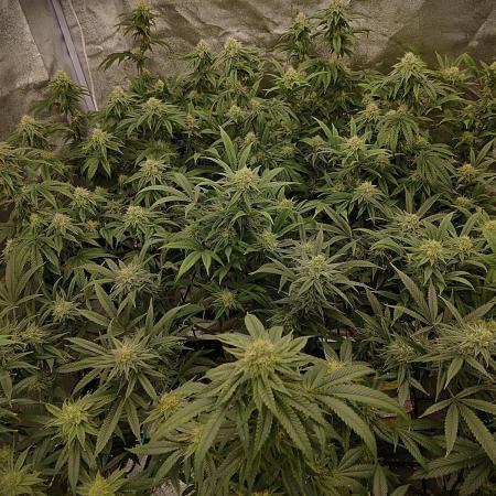 2024 Nov - SLH x RS11 grow journal by NAS_Garden - GrowD...