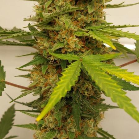 Ice Cream Cake Auto grow journal by GrowWithFlow - GrowDiaries