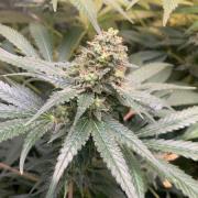 Custom Breeder & Strain Seedsman bcn grow journal by Sadgiirl - GrowDiaries