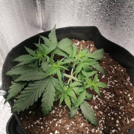 Royal Queen Seeds Fast Eddy Automatic CBD grow journal by Dimaa ...