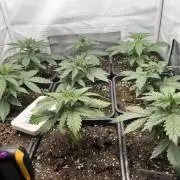 Zamnesia Seeds Sundae Driver Automatic grow journal by Ditman420 ...