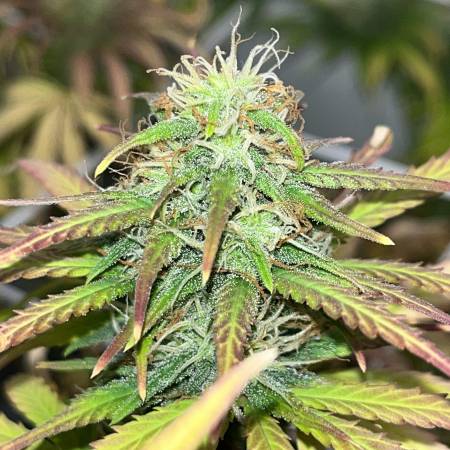 Pink Rozay Automatic, Apple Fritter Automatic grow journal by Ditman420 ...
