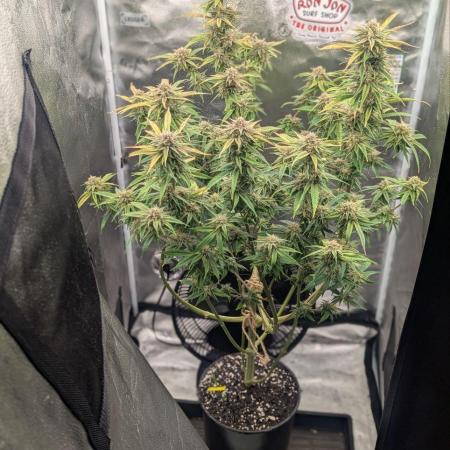 TIGERS BLOOD - STICKY FINGER SEEDS grow journal by noway...