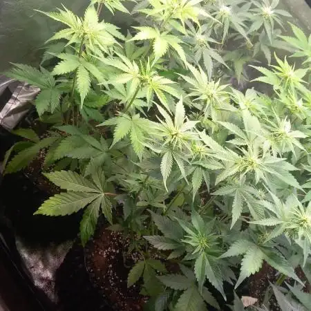 Gelato Auto Seeds by Fast Buds - GrowDiaries