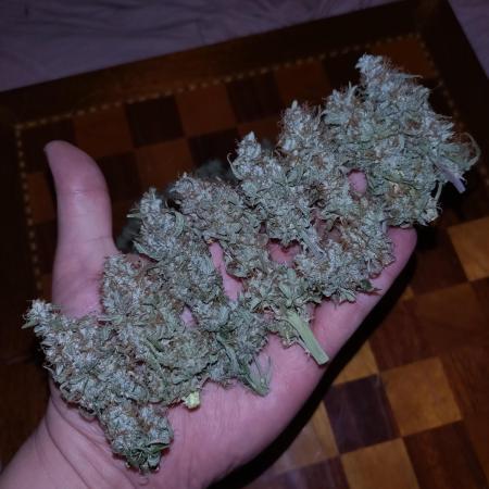 Titan F1 Royal Queen Seeds grow journal by PhinolaGreen ...