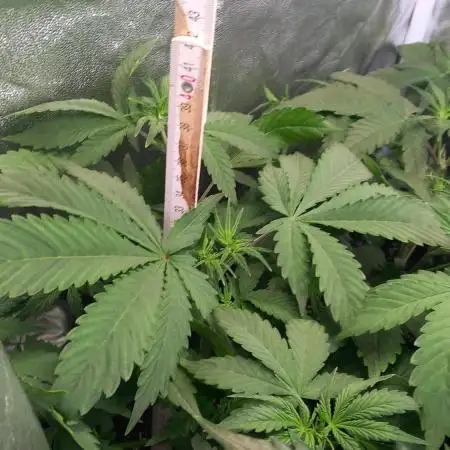Gelato Auto Seeds by Fast Buds - GrowDiaries