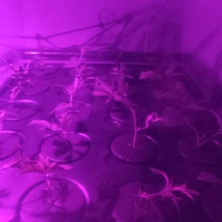 Ripper Seeds Kmintz grow journal by Skinnywhitegrow - GrowDiaries