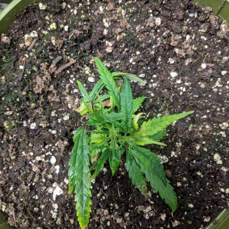 Custom Breeder & Strain Purple Haze x Hulk grow journal by ...