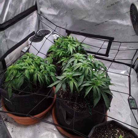 Wedding Cake Autoflower , Zkittlez Autoflower, Cheese Autoflower, LSD ...