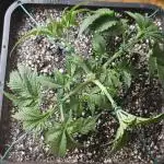 Sugar Black Rose, Dos Si Dos 33, Deva Shiskaberry, Cookies Gelato grow ...