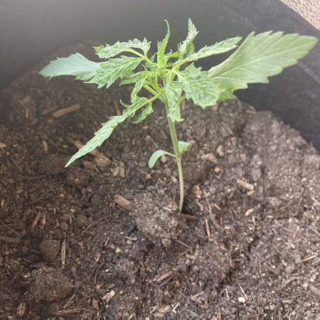 Outdoor Balcony Grow Grow Journal By Badjao Growdiaries