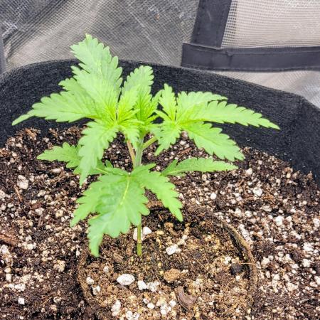 Rocbud-Beleaf - Blueberry Faygo grow journal by GnomeGrown - GrowDiaries