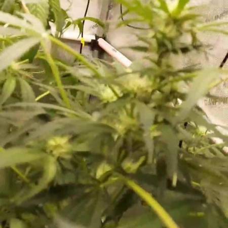 Ed Rosenthal Super Chocolate - Clone grow journal by TPY...