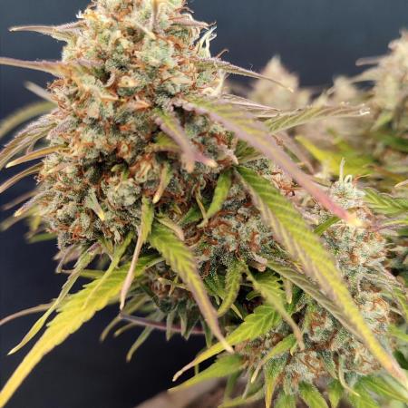 Chapter 2: My "Big" Demon grow journal by r00tz0ne - GrowDiaries