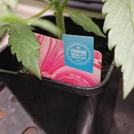 Zamnesia Seeds Runtz F1 Automatic grow journal by LittleBigTrees ...