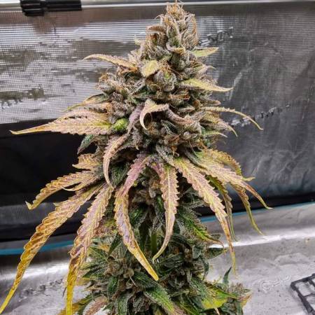 Guava X Gelato #41 Auto, Blue Haze X Gelato #41 Auto grow diary ...