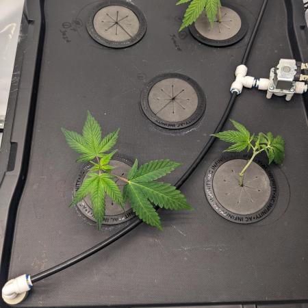 Humboldt Seed Company California Octane grow journal by baybridge123 ...