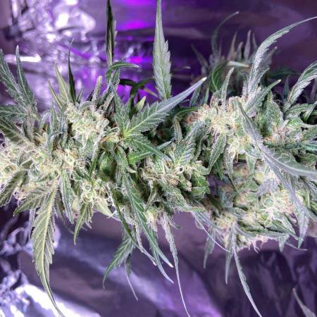 Cotton Candy autoflower grow journal by wrksff - GrowDia...