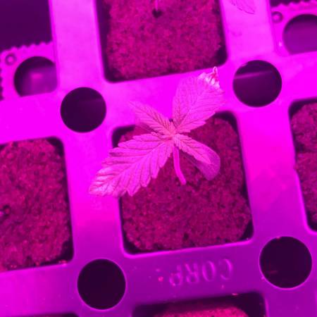 Custom Breeder & Strain 707 Headband grow journal by Bluebird - GrowDiaries