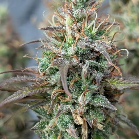 Blackberry Moonrocks auto x2 grow journal by smoking_hil...