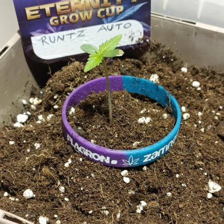 Zamnesia Seeds Runtz Automatic grow journal by pifflestikkz - GrowDiaries
