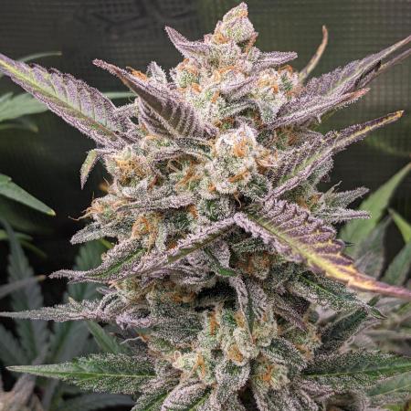 🌺Sweet Mimosa XL Auto by SweetSeeds grow journal by einamio - GrowDiaries