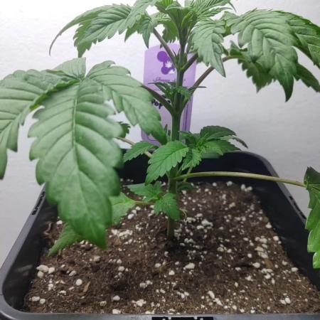 Strawberry Pop Rocks grow journal by BioGrowBayer - GrowDiaries