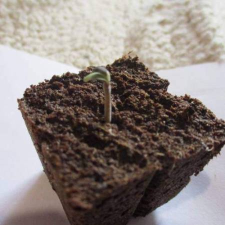 FB Smoothie Greenhouse Organic Grow grow journal by DILLIGAF - GrowDiaries
