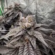 Cap Junky Cannabis Strain Information - GrowDiaries