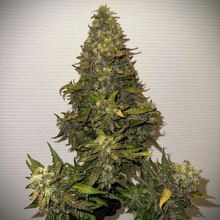 Runtz Auto - Kannabiaseeds grow journal by PopsCycle - GrowDiaries