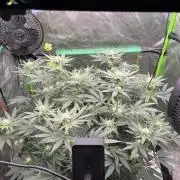 Chicken n’ Wafflez Cannabis Strain Information - GrowDiar...