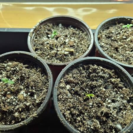 Custom Breeder & Strain Afghan hasplant x Pakistan Chitral Kush grow ...