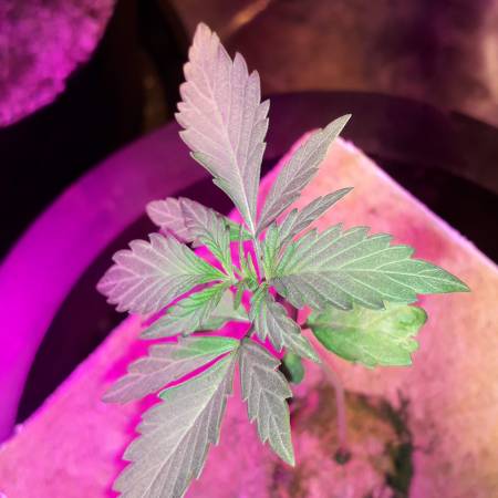 Mephisto Ghost Toof Rockwool/selfwater grow journal by anthbiafore ...