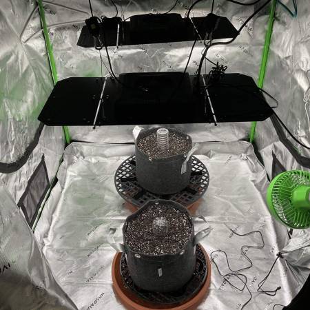 Ztrawberriez Auto, Lemon Pie Auto grow journal by Beerandon - GrowDiaries