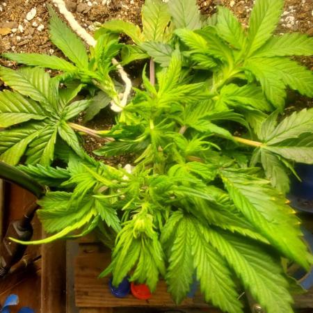 Original Sensible Seeds Purple Haze Auto grow journal by Fat_Olsh_Farms ...