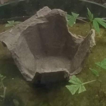 Custom Breeder & Strain Easy Kush grow journal by growhold - GrowDiaries