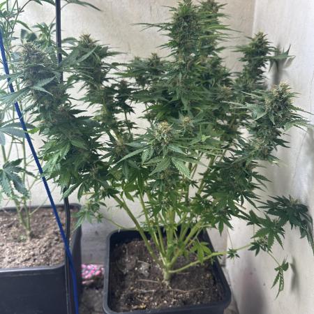 Runtz auto zamnesia grow journal by smoker420 - GrowDiaries