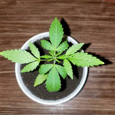 Custom Breeder & Strain Cornjulio grow diary (journal) by Jessi214 ...