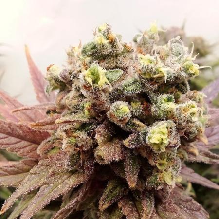 Amsterdam Amnesia, Tropical Tangie grow diary (journal) by Gummi_Ingo ...