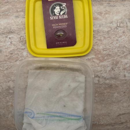 Jack Herer Sensi Seeds 3x (120x60) grow journal by destroytek - GrowDiaries