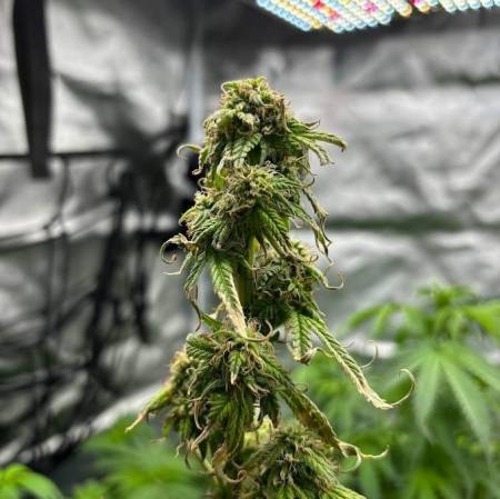 Strawberry Cheesecake Auto Seedsman grow journal by MrDanko - GrowDiaries