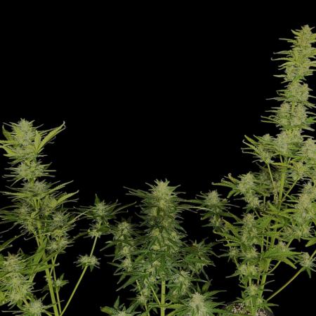 tangie 1gal organic grow journal by THcHunteR23 - GrowDiaries