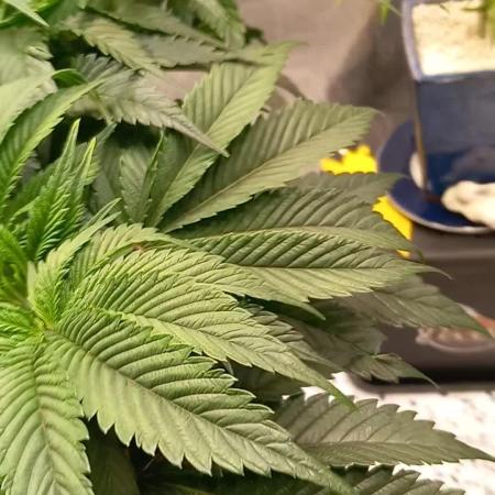 Dutch Passion Fast Version A Hydro grow journal by Prof_Weed - GrowDiaries